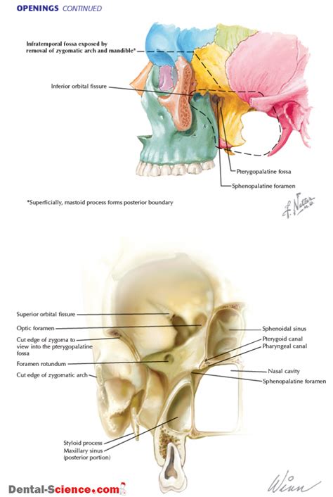 Pin On Medical Anatomy