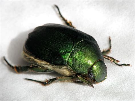 ヤマトアオドウガネ （anomala Japonica） 夜間飛行 灯火にあつまる秋田県の昆虫