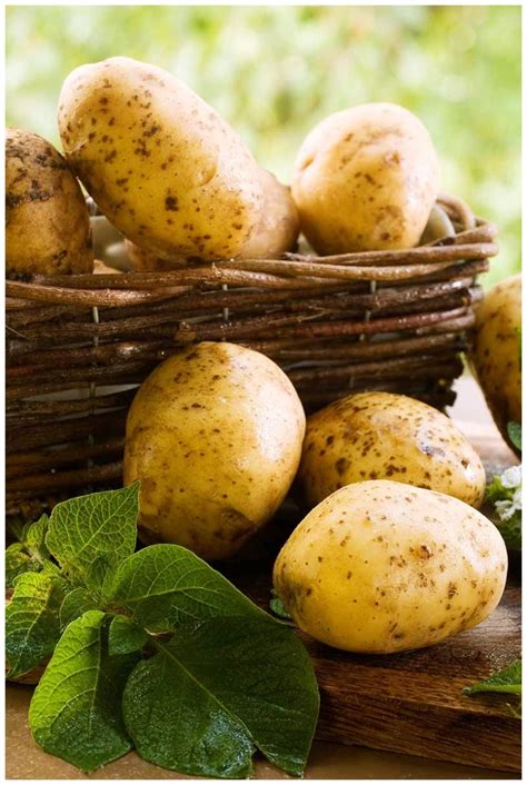 감자심는시기 방법 씨감자 심기 봄감자 재배 키우기 수확시기 네이버 블로그 감자심는시기 방법 씨감자 심기 봄감자 재배 키우기 수확시기 네이버 블로그