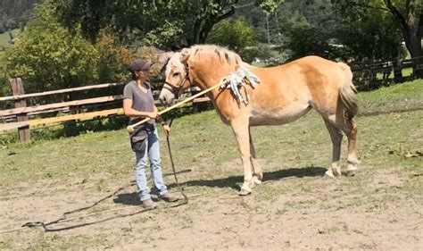 Jungpferde Arbeit Sandra Pürrer Equus Communication