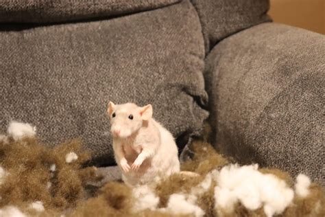 They Tore Thru My Couch In Front Of Me Roast Them Rrats