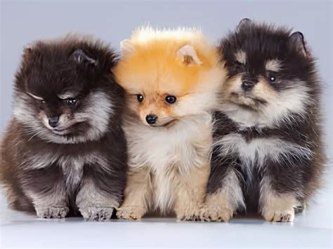 Tipos De Lulu Da Pomerânia Mini Um Guia Simples E Amigável Lulu Da