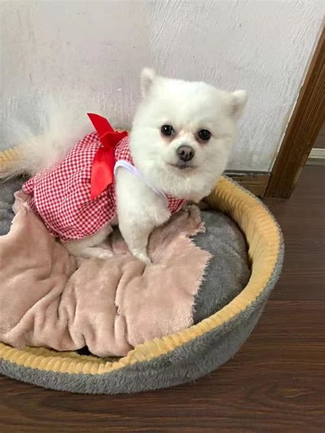 狗狗死了还会投胎找主人吗？它们会去哪里 知乎
