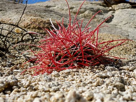 Red Desert Plant Growth In Mojave With Blue Sky Background