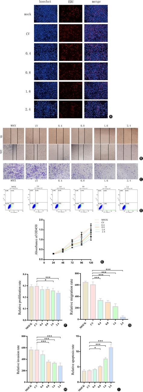 the biological function of the 0404 cell line was inhibited after