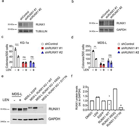 Runx1 Downregulation Results In Resistance To Len In Del5q Cells Ab