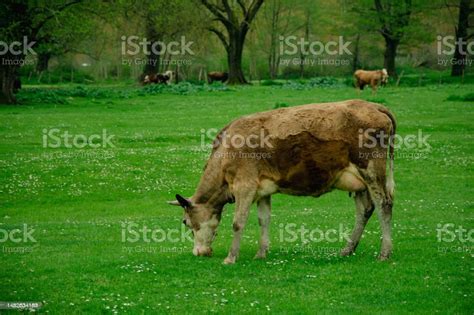 이드 알 아드하에서 희생을 위해 준비됩니다 보스 0명에 대한 스톡 사진 및 기타 이미지 Istock