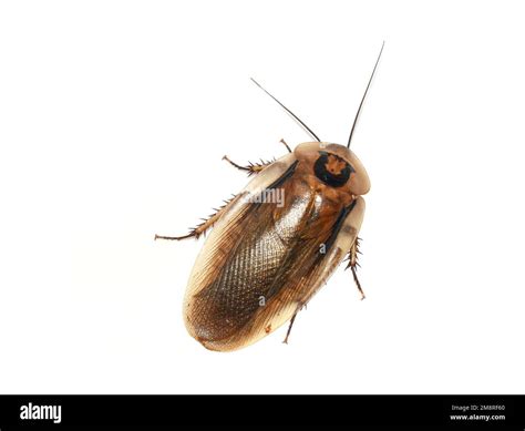 Central American Giant Cave Cockroach Blaberus Giganteus Isolated On