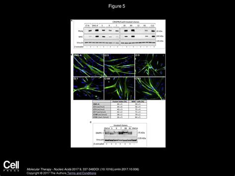 Crisprcas9 Mediated Deletion Of Ctg Expansions Recovers Normal