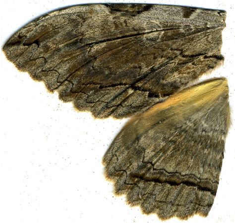 Thysania White Witch Moths Identification Facts And Taxonomy