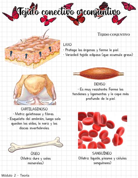 Tejido Epitelial Histología Apuntes De Histología Docsity