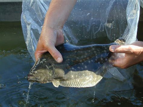 Southern Flounder Culture At Texas Parks And Wildlife Department
