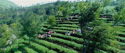 南涧：激活生态资源禀赋 闯出茶文旅融合发展之路旅游建设澜沧江