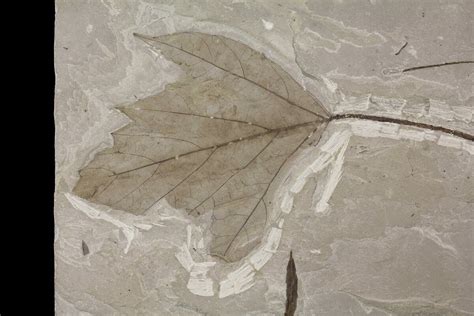Platanus Fossil