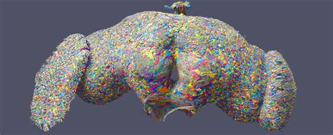 This Map Of Every Neuron In An Adult Fly Brain Could Be Nobel Prize Worthy