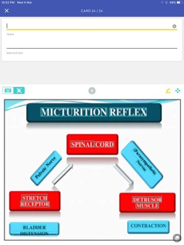 Endocrine Function Flashcards Quizlet Endocrine Function Flashcards Quizlet