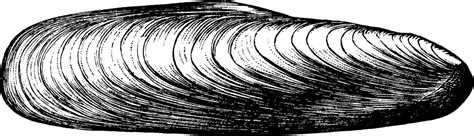 Military Shellvintage Illustration Line Engraved Drawing Vector Line