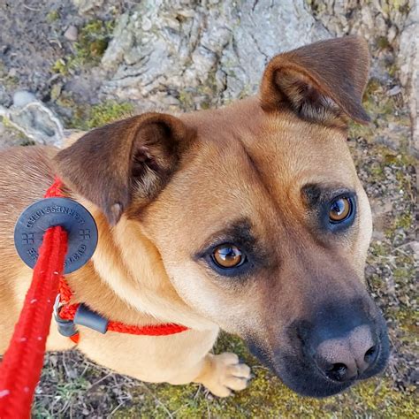 Helping Hounds Dog Rescue Home