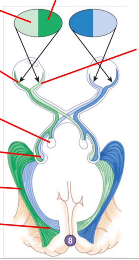Labeling Of The Visual Field Diagram Quizlet