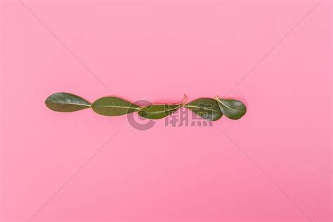 清新文艺树叶排列创意摆拍摄影图4338 2892图片素材免费下载 编号610688 潮点视频