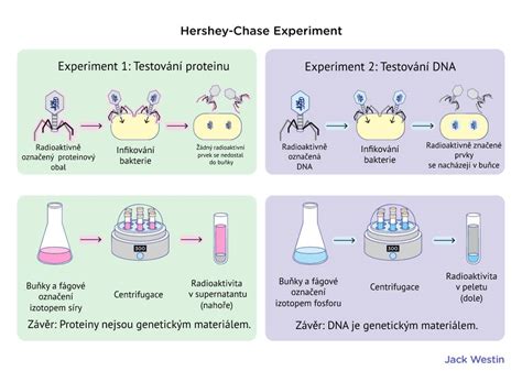 Hersheyho Chaseové Experiment Matelab