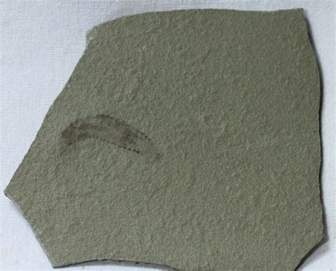 Polychaete Worm Fossil