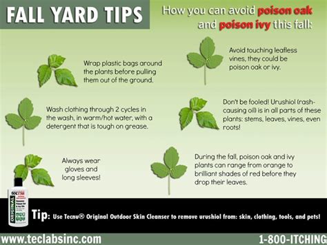 How To Prevent Poison Ivy Ask The Nurse Expert