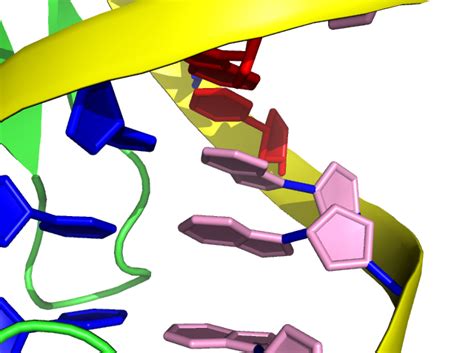 Pymol Dna Presentations Kpwu S Group Research Site
