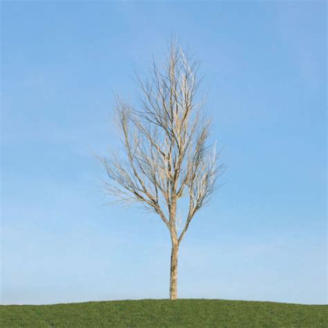 Bare Leafless Tree 3d Model Cgtrader