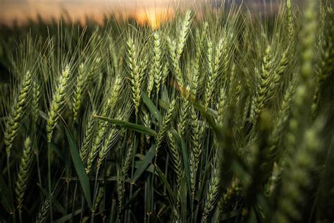 O Grupo Syngenta Um Dos Maiores De Insumos Do Mundo Passará A
