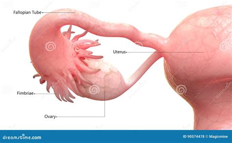 Female Reproductive System Anatomy Stock Illustration Illustration Of