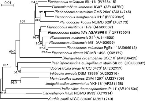 Table 1 From Planococcus Plakortidis Sp Nov Isolated From The Marine