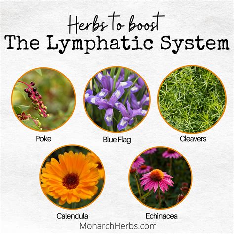 What Is The Lymphatic System And How To Boost Lymphatic Detoxification