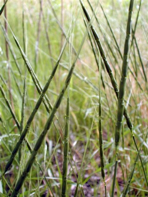 Jointed Goatgrass [aegilops Cylindrica]