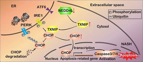 A Novel Nedd4l Txnip Chop Axis In The Pathogenesis Of Nonalcoholic Steatohepatitis