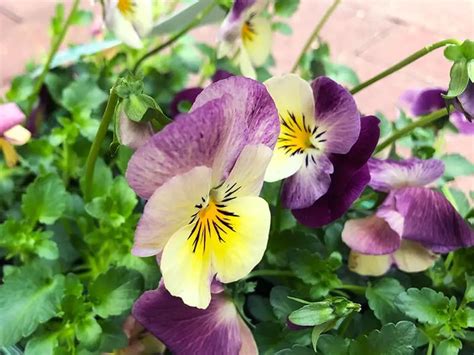 24 Popular Trailing Plants For Hanging Baskets And Vertical Planters 24 Popular Trailing Plants For Hanging Baskets And Vertical Planters