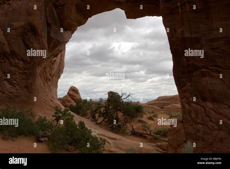 Pine Tree Arch Stock Photo Alamy