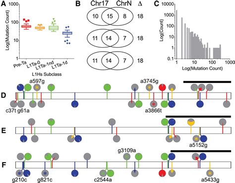 A Hot L1 Retrotransposon Evades Somatic Repression And Initiates Human