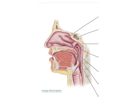 Sinus Labeled Quiz