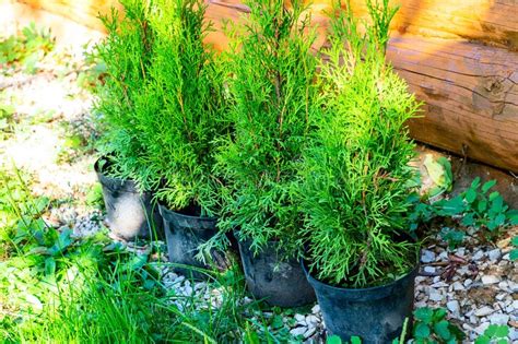 Thuja Tree Planting A Coniferous Tree In The Backyard Stock Image