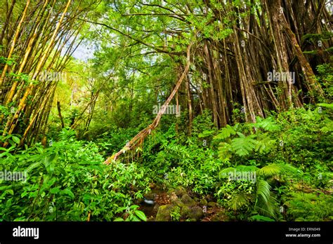 A Huge Banyan Tree In Lush Green Tropical Rainforest At Akaka Falls