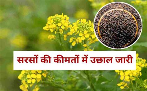 सरसों में भारी उछाल जानें आज सरसों का भाव 12 मार्च 2024 सभी के आज