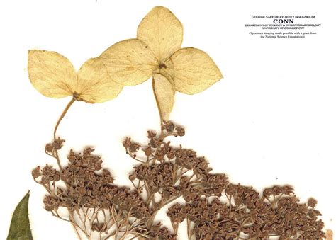 Hydrangea Cinerea Ashy Hydrangea Go Botany