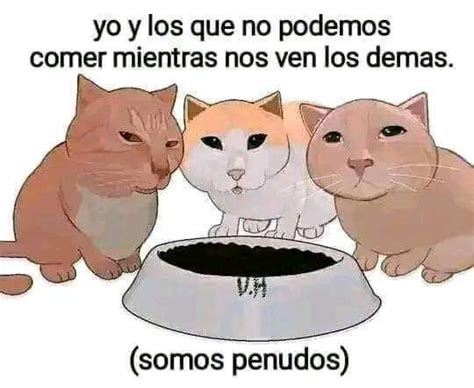 Pin de Don Pony Salvaje en Michis en 2024 Imágenes divertidas Humor
