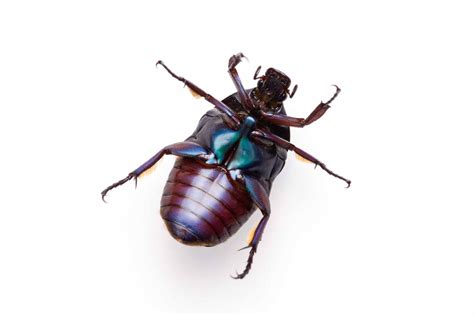 カナブンの特徴や成長 虫の写真と生態なら昆虫写真図鑑ムシミル