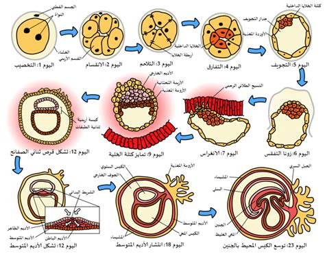 موقع اعجاز القرآن والسنة الاعجاز العلمي في القرآن معجزات القرآن