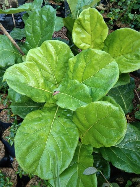 Ficus Lyrata Fiddle Leaf Fig Live Plants Lazada Ph