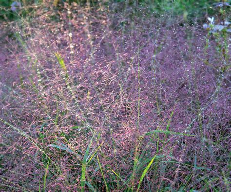 Native Plants That Make Great Supporting Players Fine Gardening