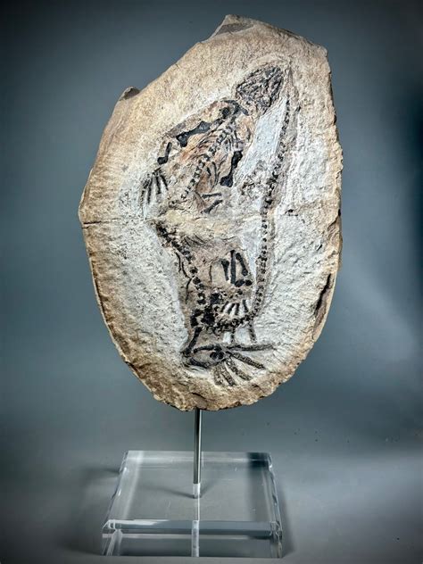 Museum 250 Million Years Iguana With Gastroliths Complete Large Tail