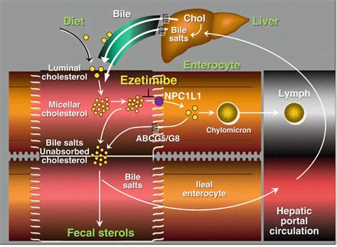 Statins And Ezetimibe Thoracic Key